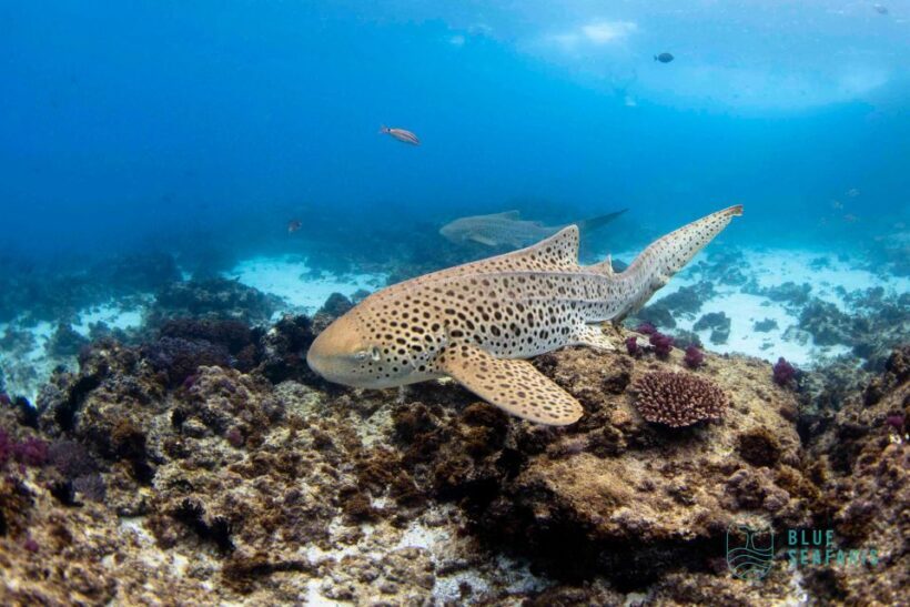 Byron Bay: Snorkelling Tour of Julian Rocks "Nuthungulli" - Key Points