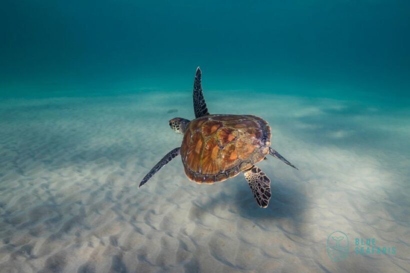 Byron Bay: Snorkelling Tour of Julian Rocks "Nuthungulli" - Who Will Love This Tour?