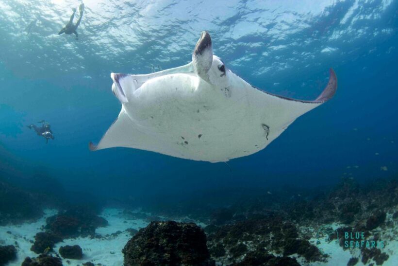 Byron Bay: Snorkelling Tour of Julian Rocks "Nuthungulli" - The Sum Up: Who Should Sign Up?