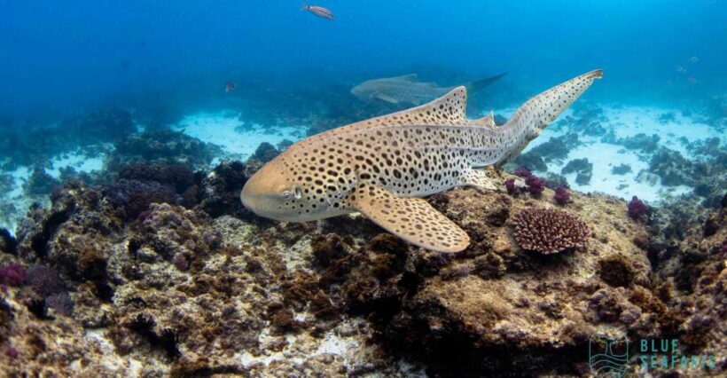 Byron Bay: Snorkelling Tour of Julian Rocks "Nuthungulli" - FAQ