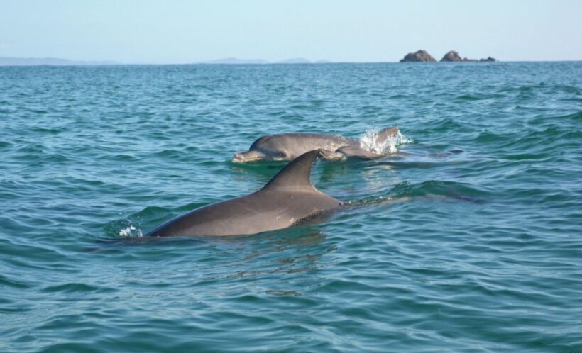 Byron Bay: The Byron Bay Sea Kayak Tour - The Wildlife & Scenic Highlights