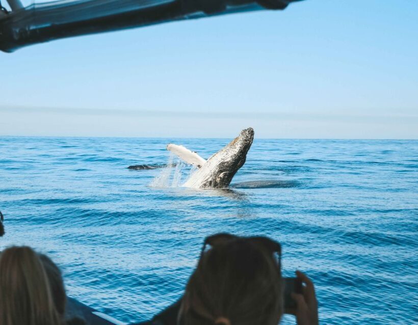 Byron Bay: Whale Watching Cruise with a Marine Biologist - Key Points