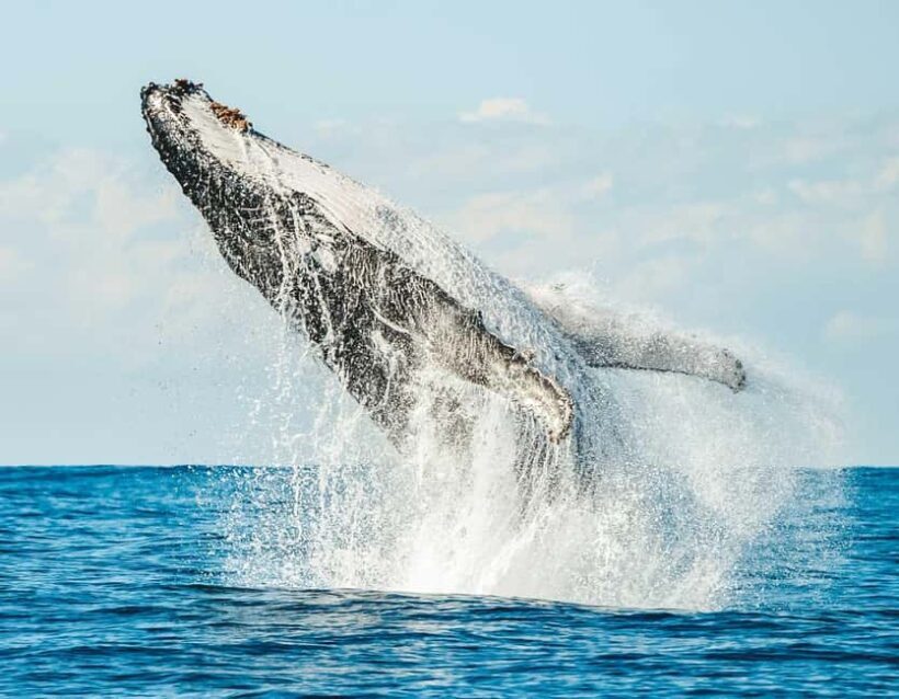 Byron Bay: Whale Watching Cruise with a Marine Biologist - The Itinerary and Overall Experience