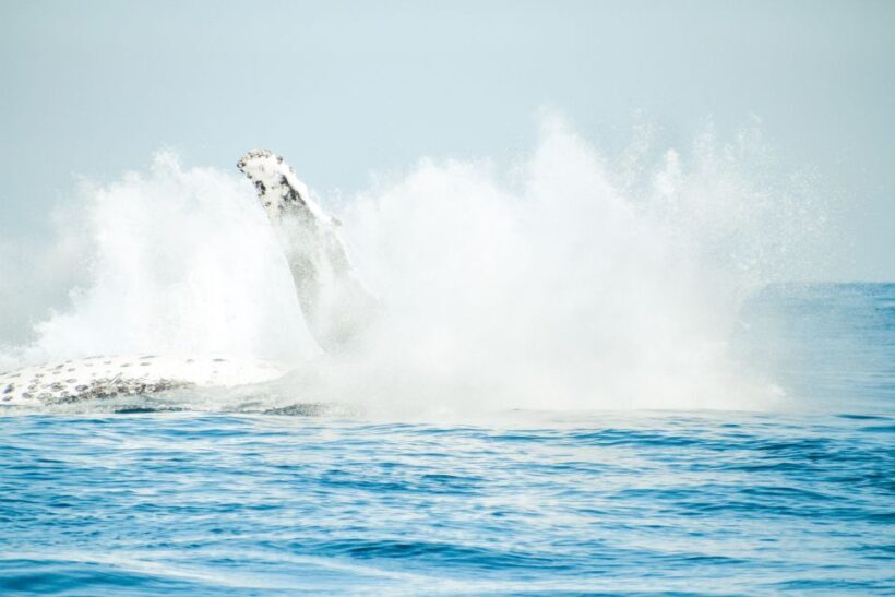 Byron Bay: Whale Watching Cruise with a Marine Biologist - Frequently Asked Questions
