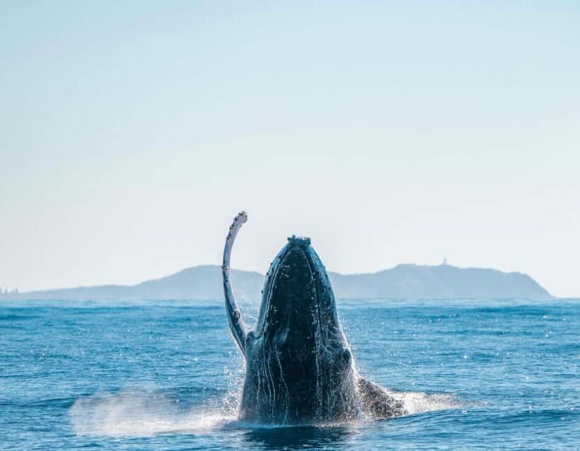 Byron Bay: Whale Watching Cruise with a Marine Biologist - Final Thoughts