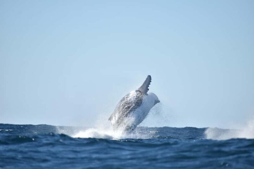 Byron Bay: Whale Watching Tour - The Itinerary and What You Can Expect