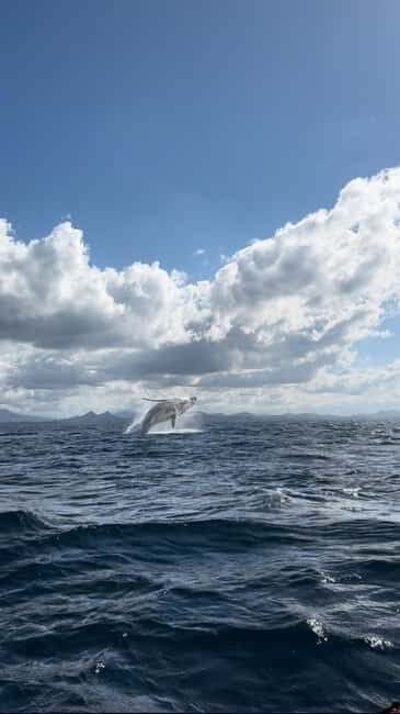 Byron Bay: Whale Watching Tour - Practical Tips for Your Trip