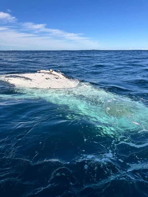 Byron Bay: Whale Watching Tour - Who Will Love This Tour?