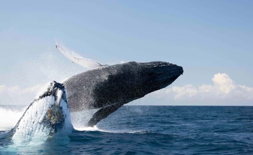 Byron Bay Whale Watching with Marine Biologist - A Practical Guide to the Byron Bay Whale Watching Tour