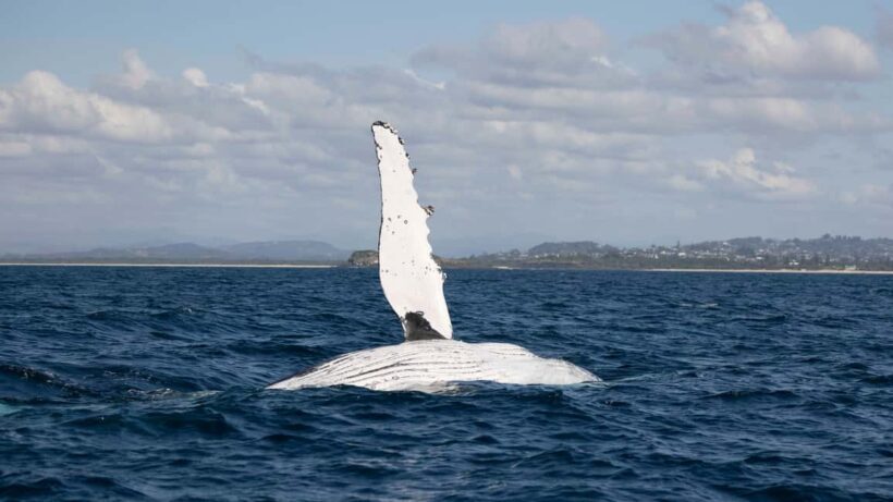 Byron Bay Whale Watching with Marine Biologist - FAQ