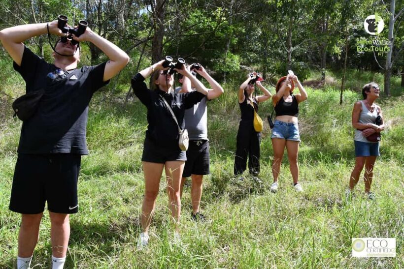 Byron Bay Wild Koala Tour - Byron Bay Wild Koala Tour: An Up-Close Look at Australia’s Beloved Icons