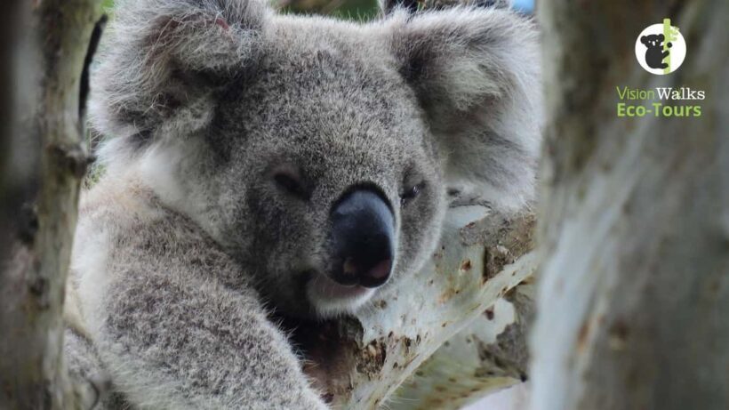 Byron Bay Wild Koala Tour - Key Points