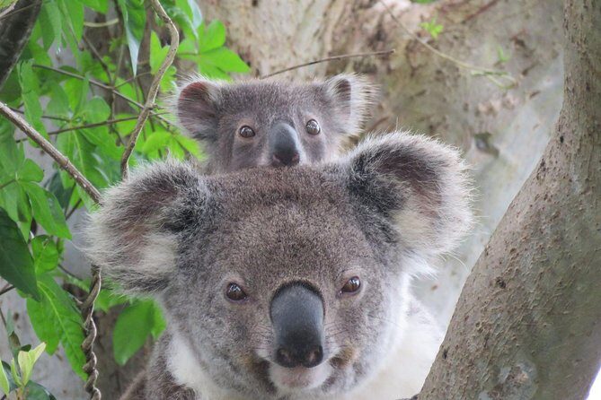 Byron Bay Wildlife Safari - The Itinerary in Detail