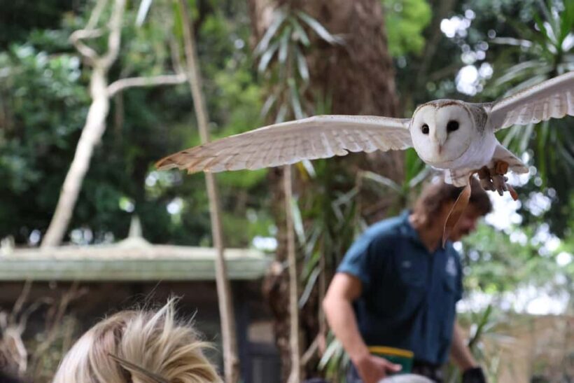 Byron Bay Wildlife Sanctuary Entry Ticket - The Practical Side: What’s Included and What’s Not
