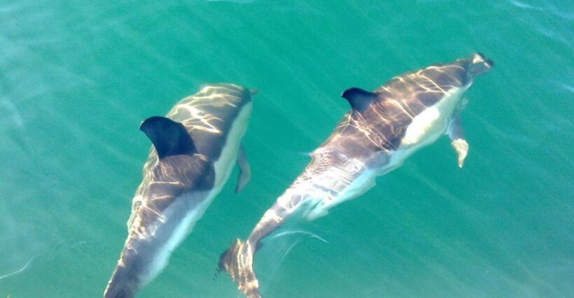 Cabanas de Tavira: Dolphin Watching Boat Tour - An In-Depth Look at the Dolphin Watching Experience