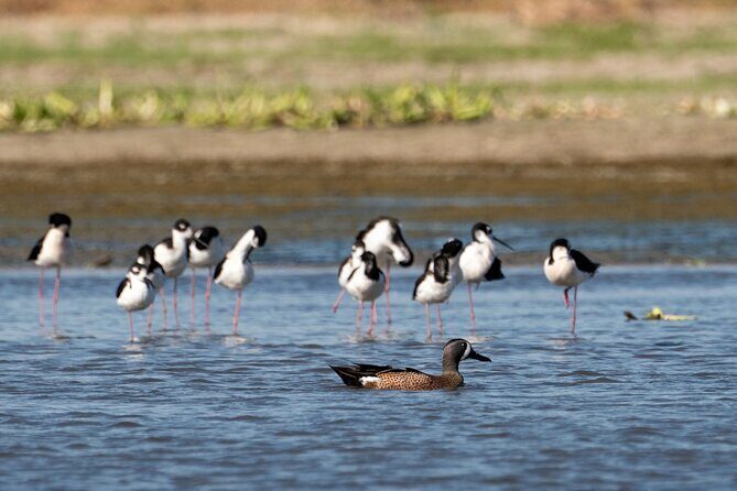 Cabo birding | Bird watching at bird sanctuary - An Introduction to the Experience