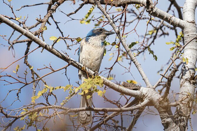 Cabo birding | Bird watching at bird sanctuary - What the Tour Means for You