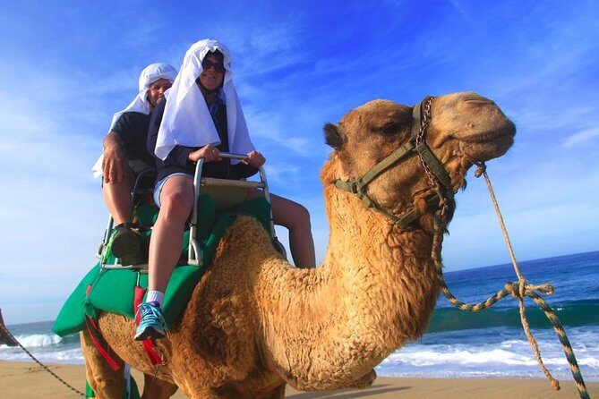Cabo Camel and Safari Ride - Key Points
