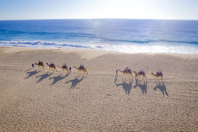 Cabo Camel Ride, Mexican Buffet and Tequila Tasting - Exploring the Cabo Camel Ride, Mexican Buffet & Tequila Tasting Tour: An Honest Look