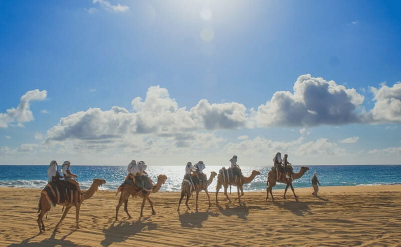 Cabo: Camel Safari Adventure with Tacos - An In-Depth Look at the Tour Experience