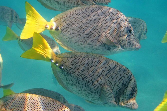 Cabo Encounter with Optional Clear Boat and Lunch - The Clear Boat Ride: See Cabo from a Fresh Angle