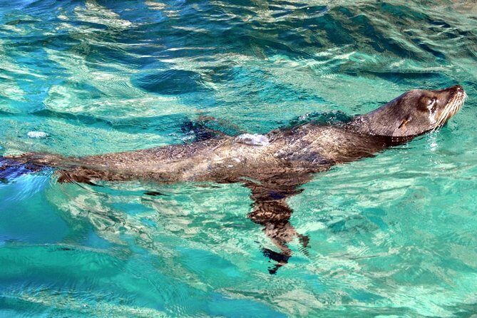 Cabo Encounter with Optional Clear Boat and Lunch - What Travelers Love Most