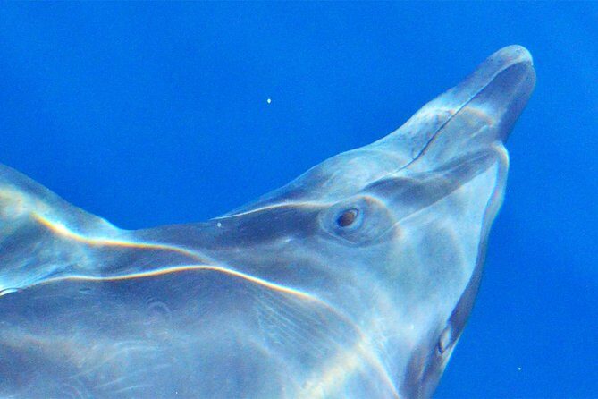 Cabo Private Whale Watching Tour - Incl FREE photos - Final Thoughts