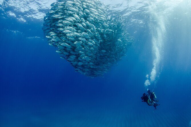 Cabo Pulmo 2 Tank Certified Dive with Lunch - Who Will Love This Tour?