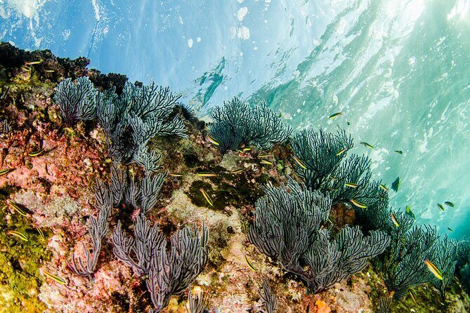 Cabo Pulmo 2 Tank Certified Dive with Lunch - The Experience for Certified Divers