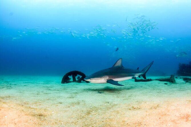 Cabo Pulmo Diving Adventure - Key Points