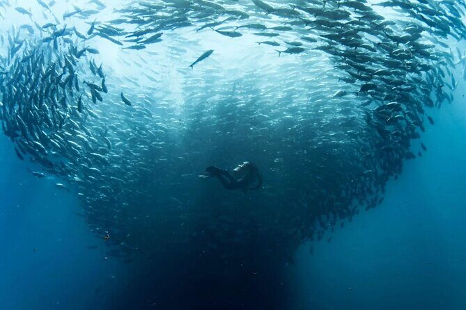 Cabo Pulmo Diving Adventure - Introduction: Why This Tour Might Be a Great Pick