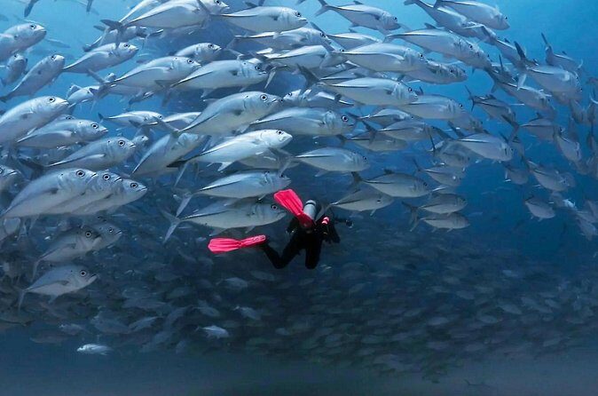 Cabo Pulmo Diving Adventure - The Sum Up: Who Will Truly Appreciate This Tour?