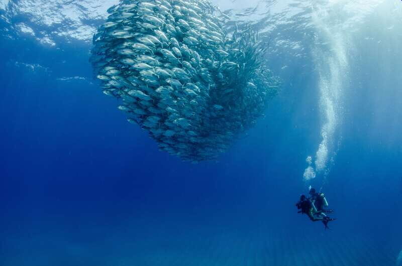 Cabo Pulmo Marine Park: Scuba Diving Excursion - Key Points