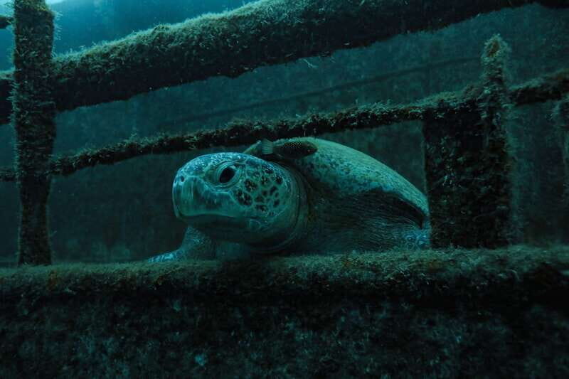 Cabo Pulmo Marine Park: Scuba Diving Excursion - The Route to the Underwater Paradise