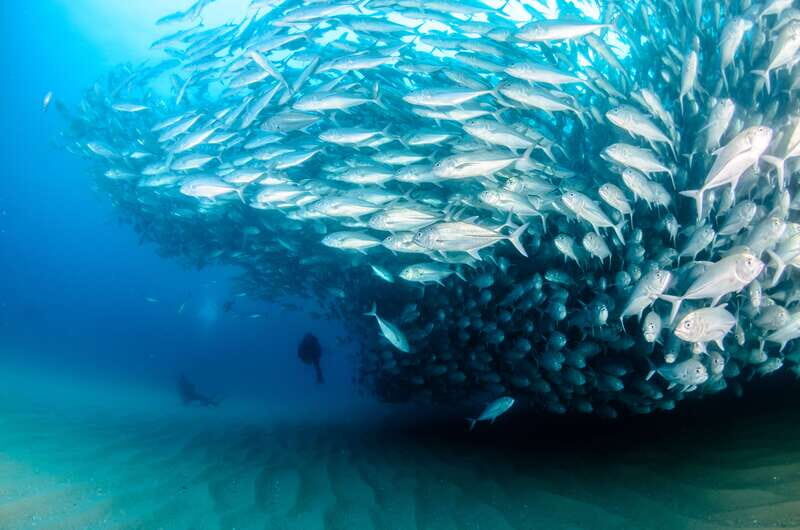 Cabo Pulmo Marine Park: Scuba Diving Excursion - FAQ
