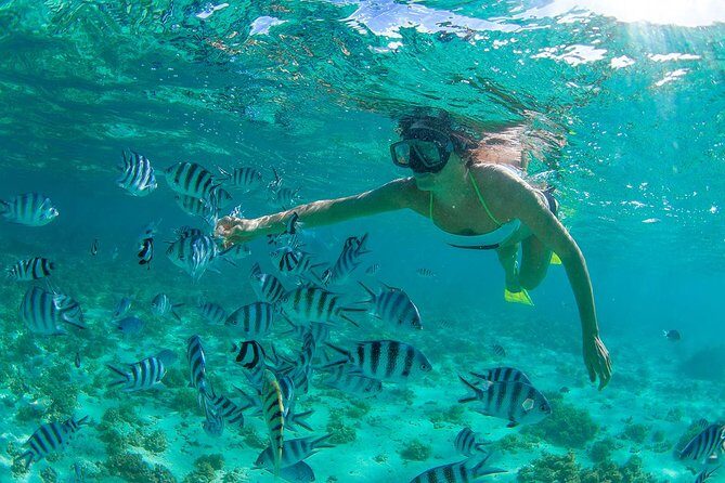 Cabo Pulmo National Park Snorkel Expedition from Cabo San Lucas - A Close Look at the Cabo Pulmo Snorkel Expedition