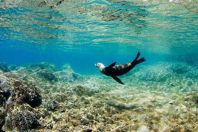 Cabo Pulmo National Park Snorkel Expedition from Cabo San Lucas - Who Will Love This Tour?