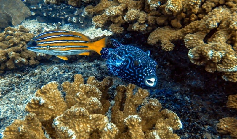 Cabo Pulmo Snorkeling - Introduction