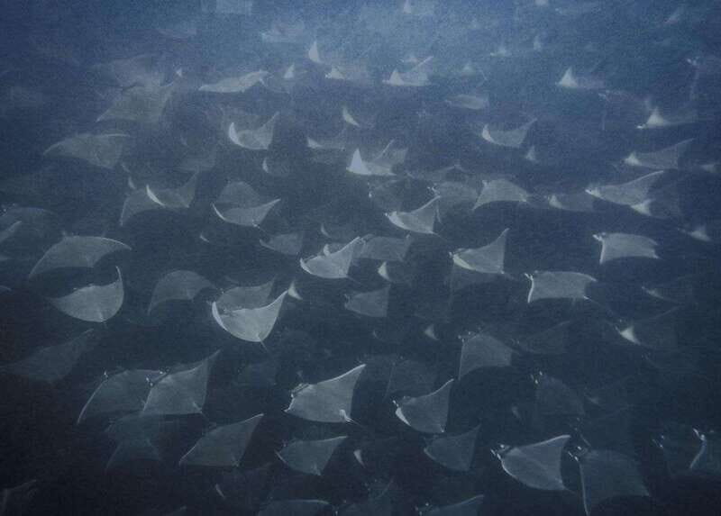 Cabo Pulmo Snorkeling - The Itinerary Breakdown