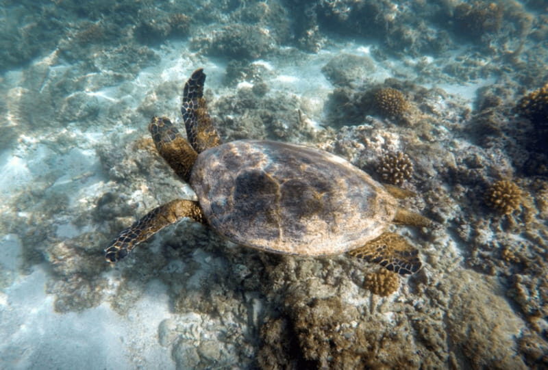 Cabo Pulmo Snorkeling - Practical Considerations