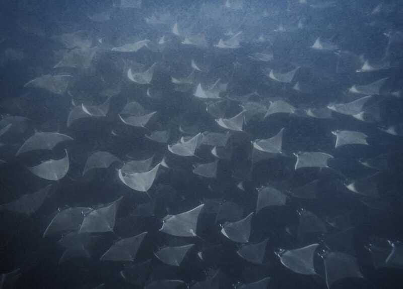 Cabo Pulmo Snorkeling - Who Will Love This Tour?