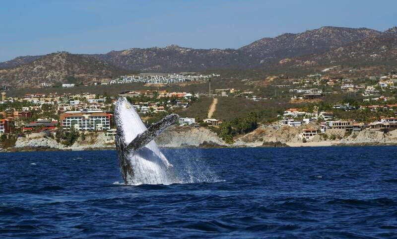Cabo San Lucas: 2.5-Hour Whale Watching Tour - What Makes This Tour Stand Out