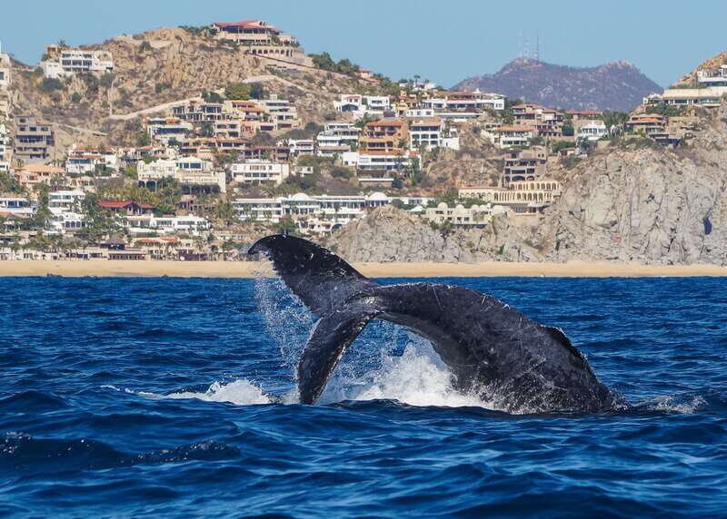 Cabo San Lucas: 2.5-Hour Whale Watching Tour - Authentic Encounters and Real Reviews