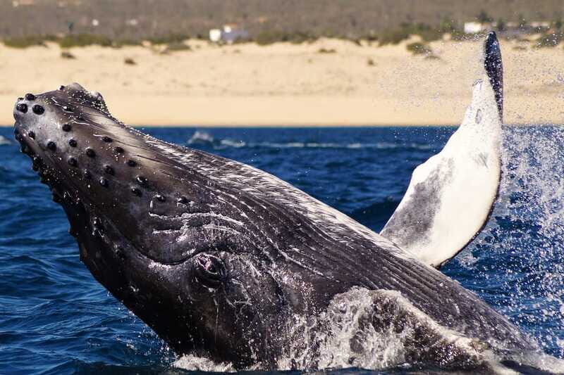 Cabo San Lucas: 2.5-Hour Whale Watching Tour - Practical Details You Need to Know