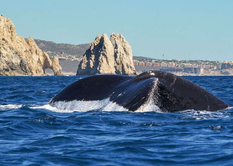 Cabo San Lucas: 2.5-Hour Whale Watching Tour - Who Will Love This Tour?