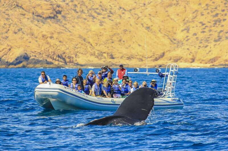 Cabo San Lucas: 2-Hour Whale Watching Adventure - An In-Depth Look at the Cabo Whale Watching Experience