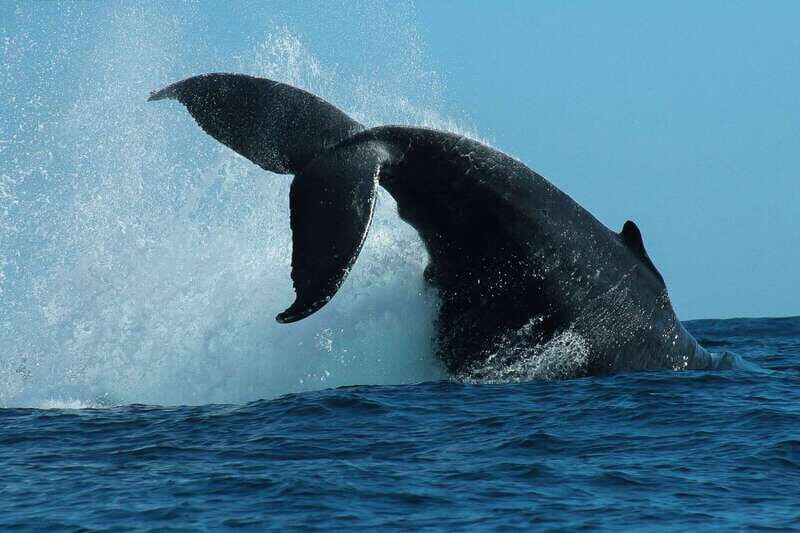 Cabo San Lucas: 2-Hour Whale Watching Adventure - Why This Tour Is a Great Choice