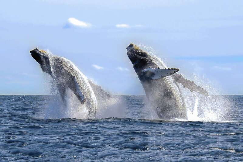 Cabo San Lucas: 2-Hour Whale Watching Adventure - Final Thoughts