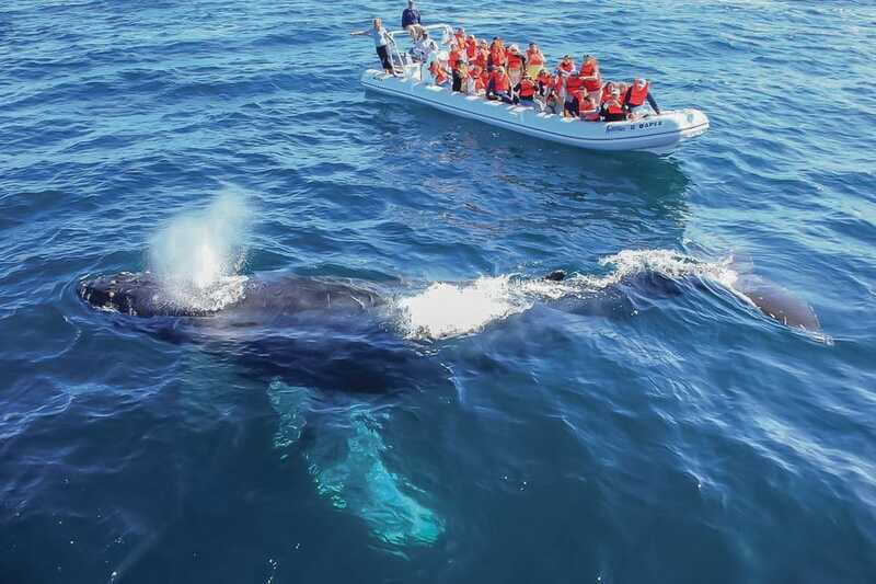 Cabo San Lucas: 2-Hour Whale Watching Adventure - FAQ