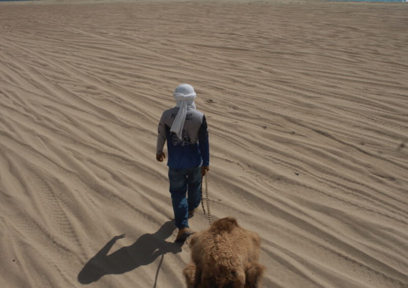 Cabo San Lucas: Amazing Camel Adventure on the Beach - Key Points